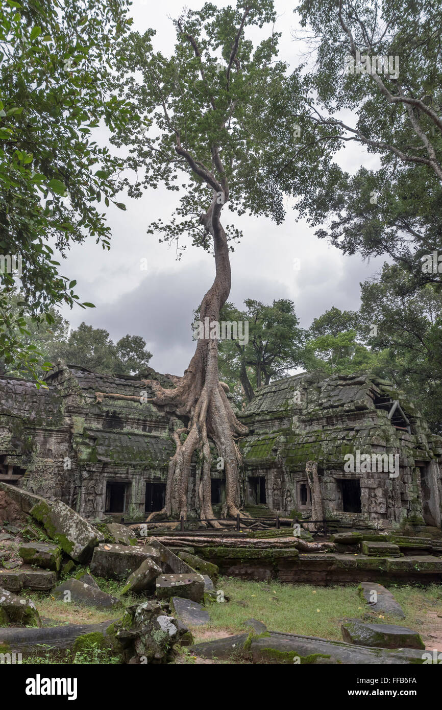 Large strangler fig by the West Gate, Ta Prohm Temple, Angkor Thom ...