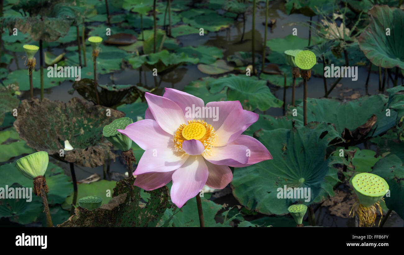 Lotus flower farm hi-res stock photography and images - Alamy