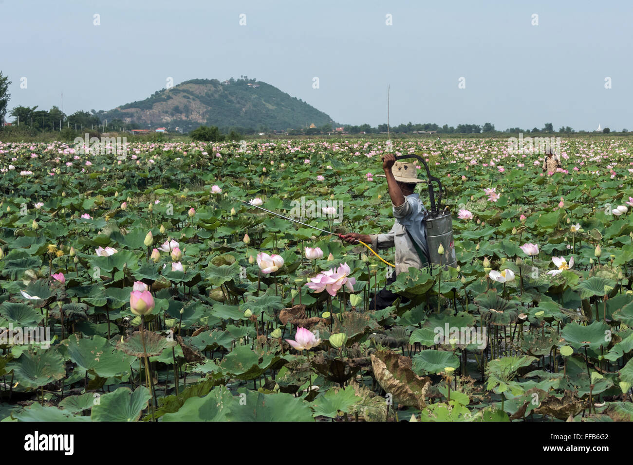 Two workers spraying the lotus plants, Phnum Krom Mountain, Samatoa ...
