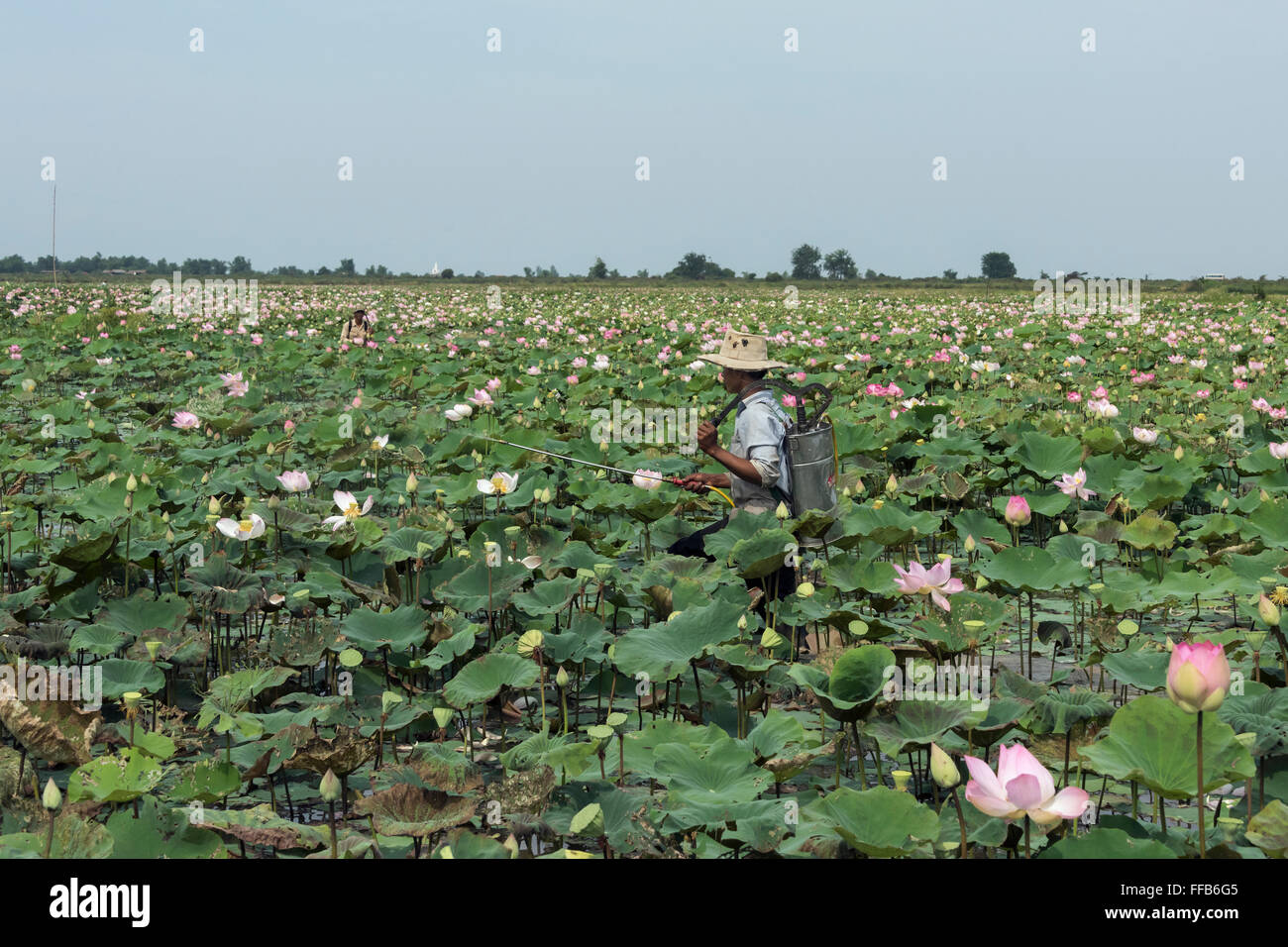 Two workers spraying the lotus plants, Samatoa Lotus Farm, Sangat Siem ...