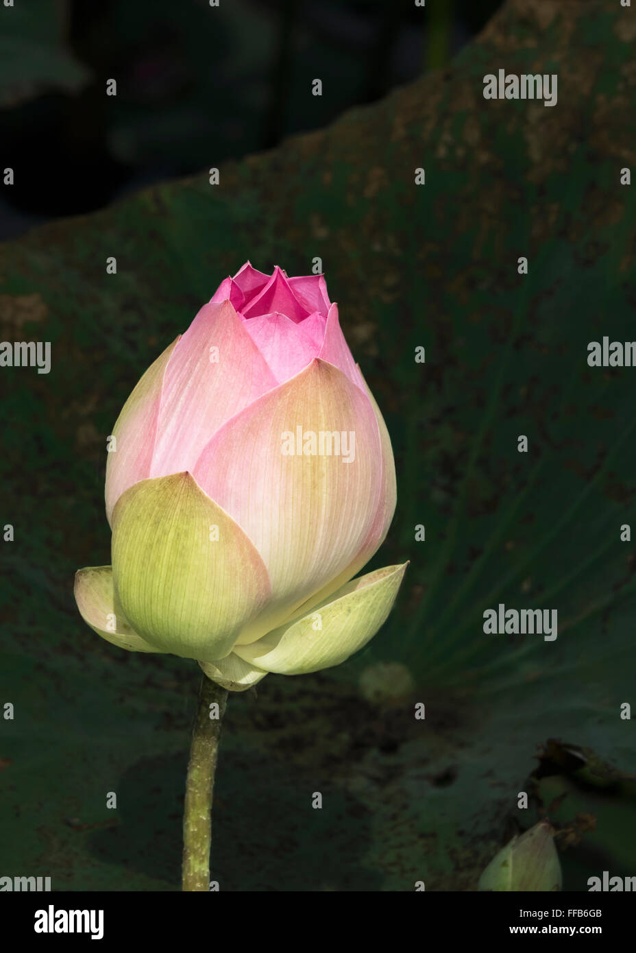 Lotus stalk hi-res stock photography and images - Alamy