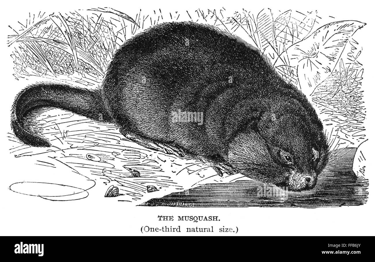 MUSKRAT. /nWood engraving, late 19th century Stock Photo - Alamy
