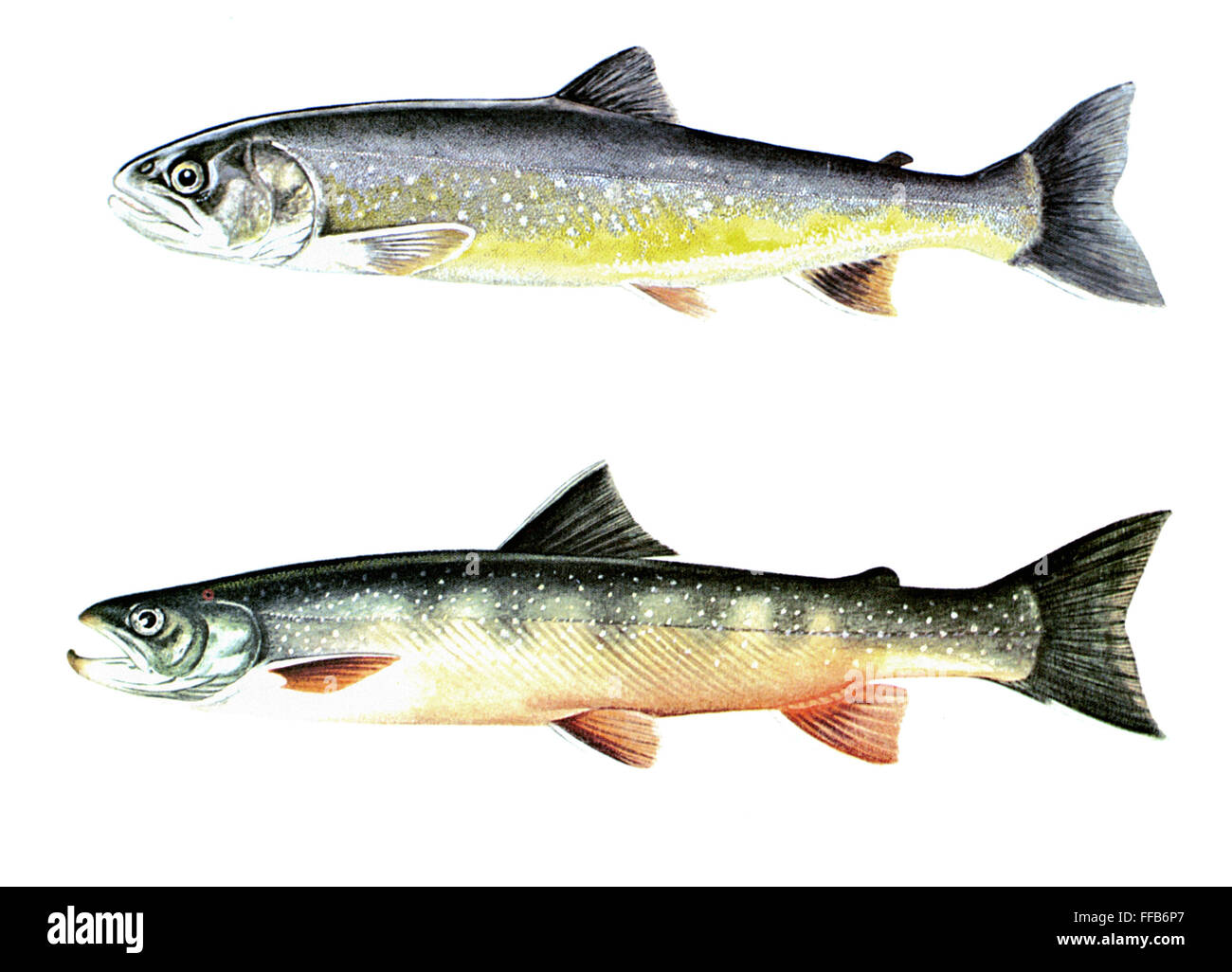 TROUT. /nThe Sunapee trout (Salvelinus aureolus), adult female (top ...