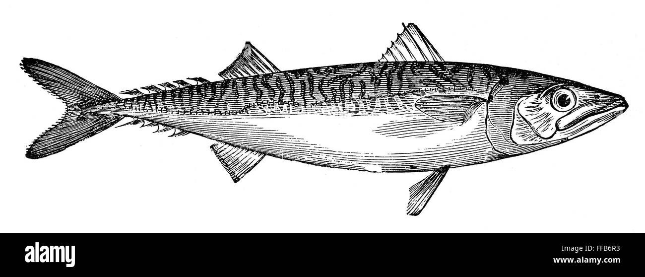 MACKEREL. /nLine engraving Stock Photo - Alamy