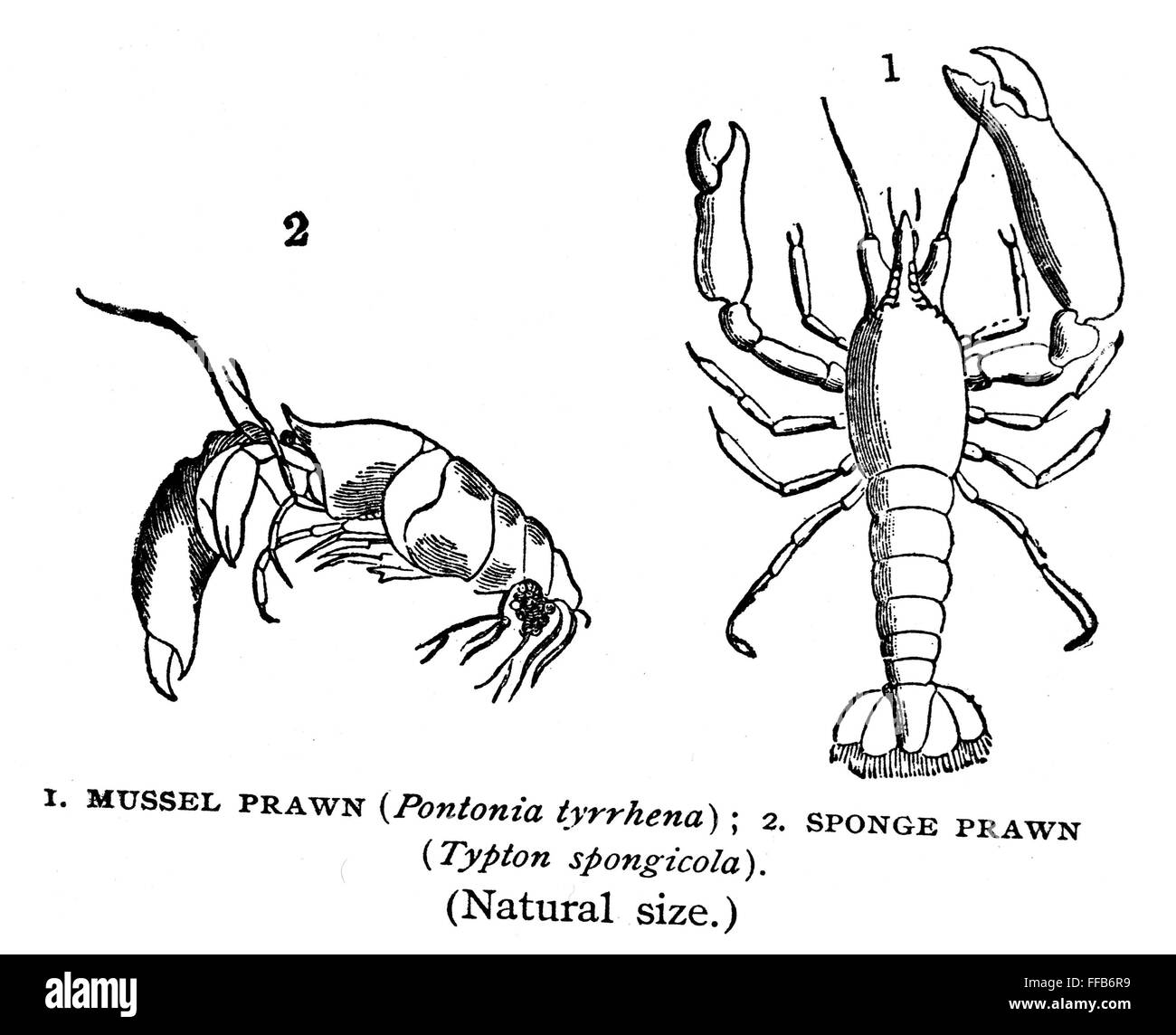 PRAWNS. /nSponge prawn (Typton spongicola), left, and mussel prawn ...