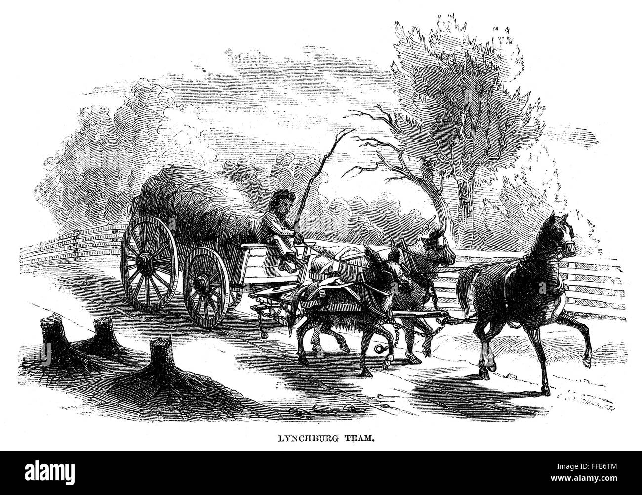 HORSE-DRAWN CART, 1856. /nTeam consisting of a horse, donkey, and ox ...