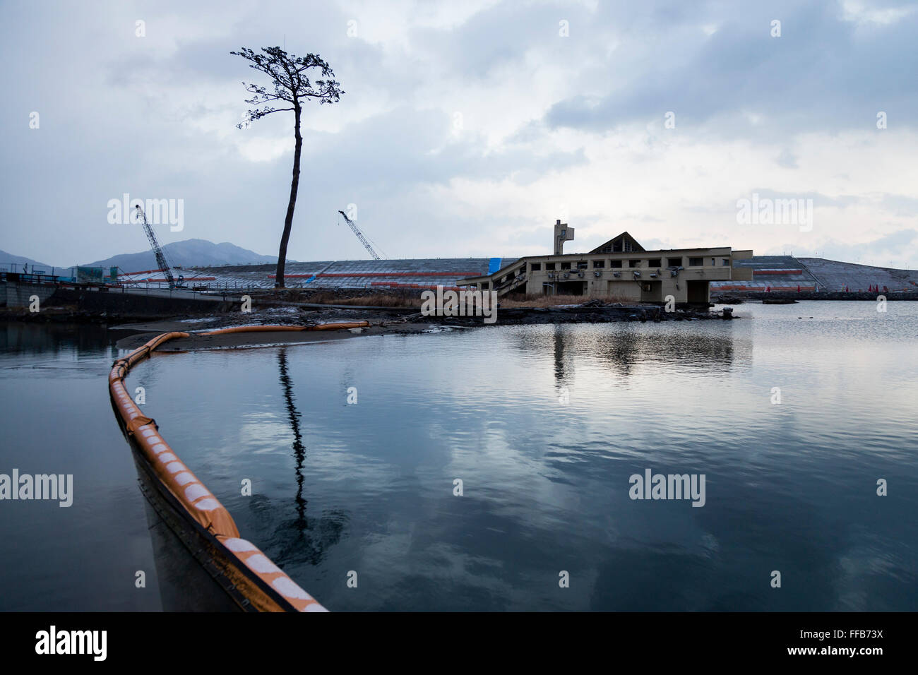 The Miracle Pine Tree, which survived the 2011 Tohoku Earthquake and ...