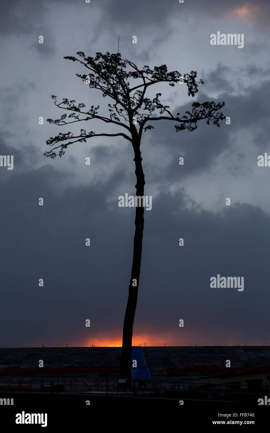 The Miracle Pine Tree, which survived the 2011 Tohoku Earthquake and ...