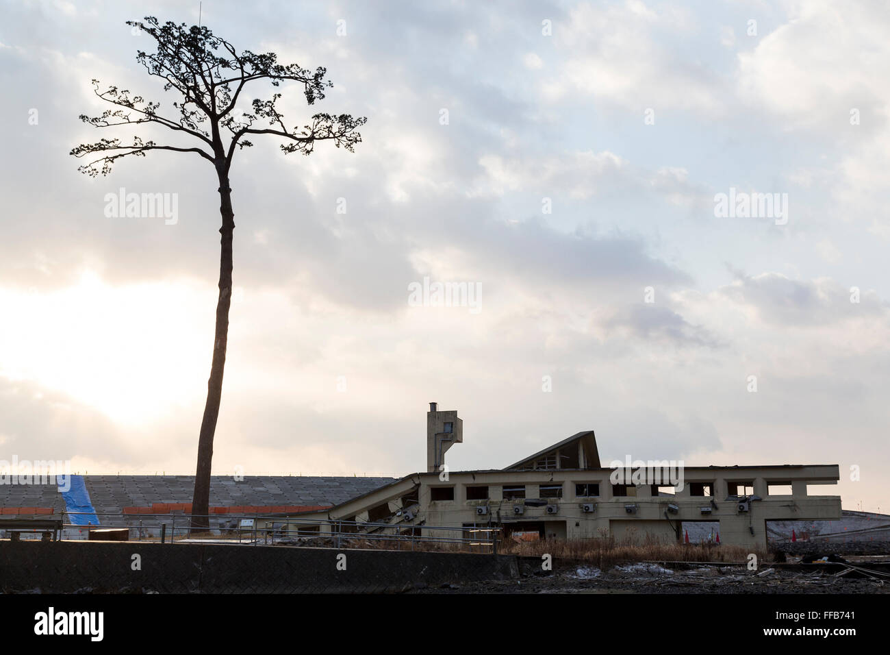 The Miracle Pine Tree, which survived the 2011 Tohoku Earthquake and ...
