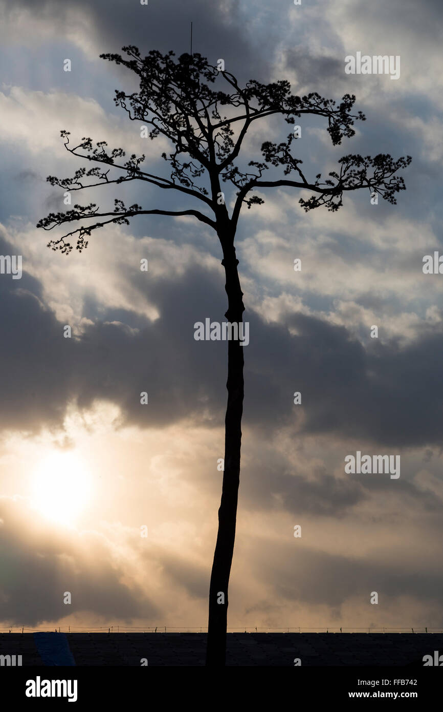 The Miracle Pine Tree, which survived the 2011 Tohoku Earthquake and ...