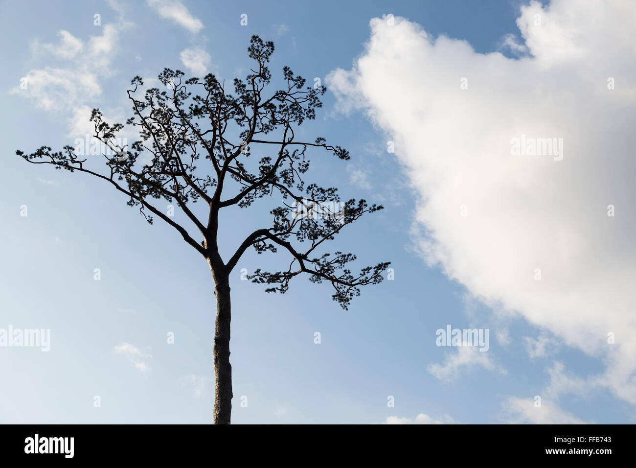 The Miracle Pine Tree, which survived the 2011 Tohoku Earthquake and ...