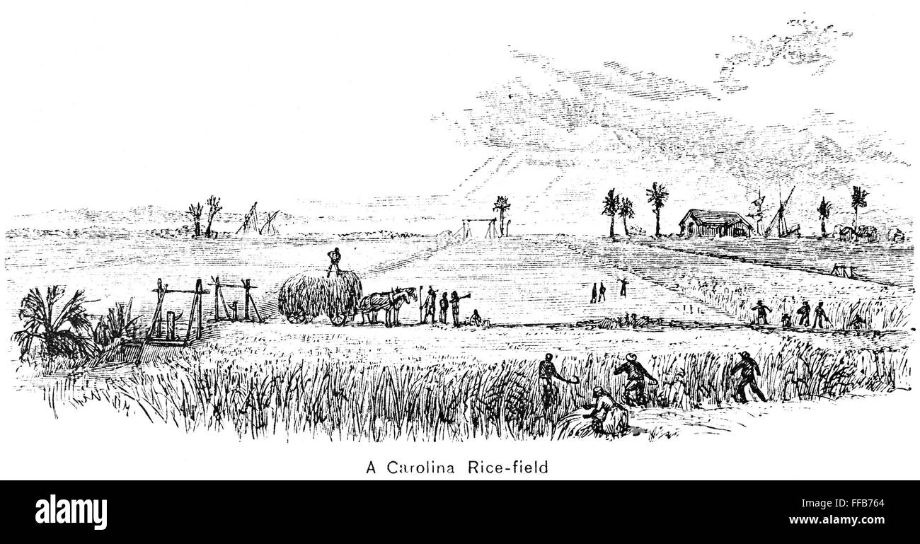 SLAVERY: RICE PLANTATION. /nSlaves working in a North Carolina rice ...