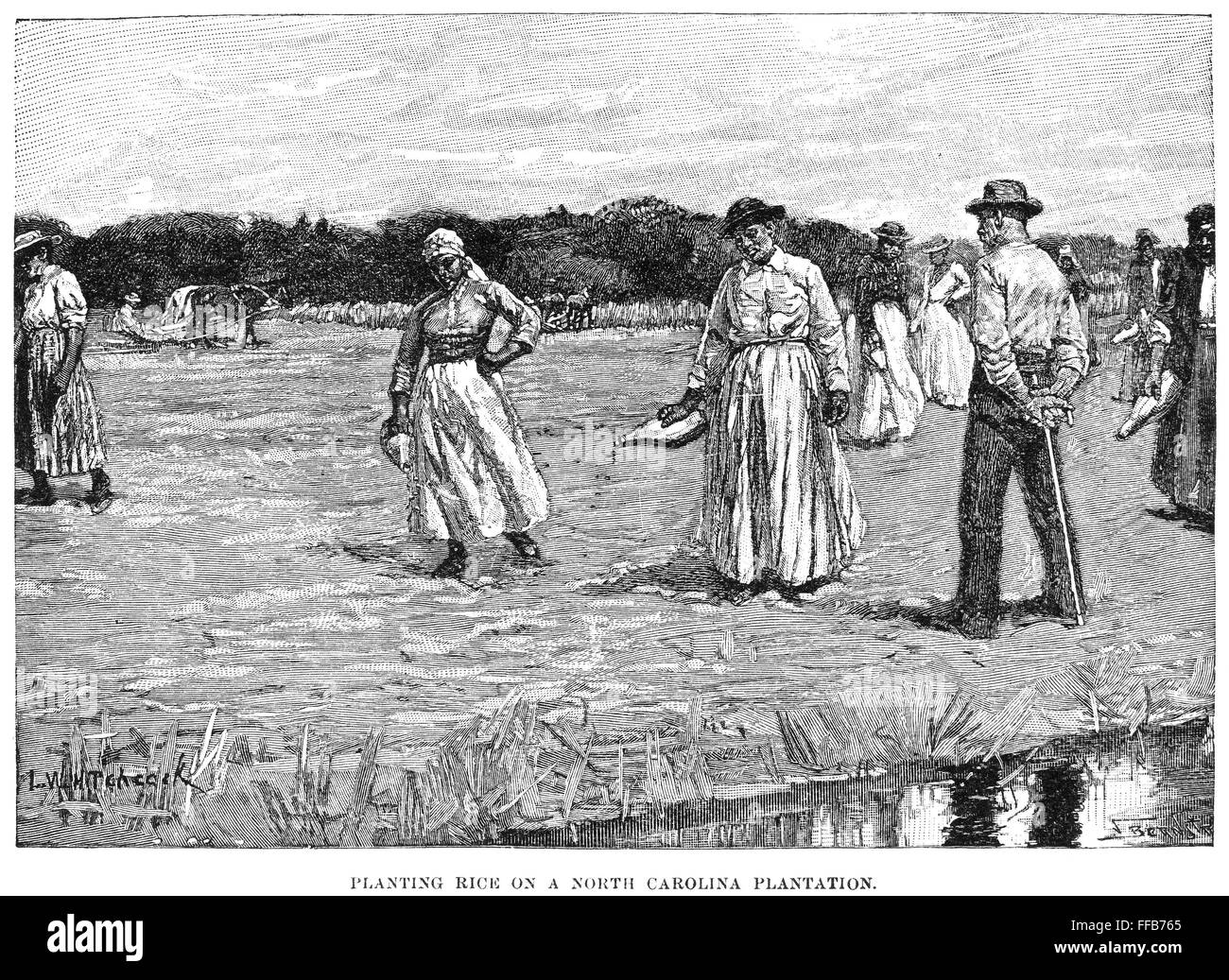 Women farmer in rice field Black and White Stock Photos & Images - Alamy