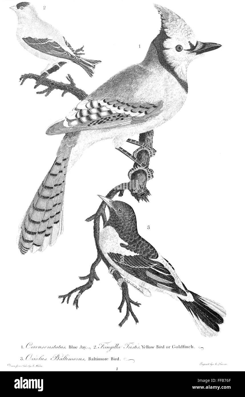 Corvus cristatus hi-res stock photography and images - Alamy