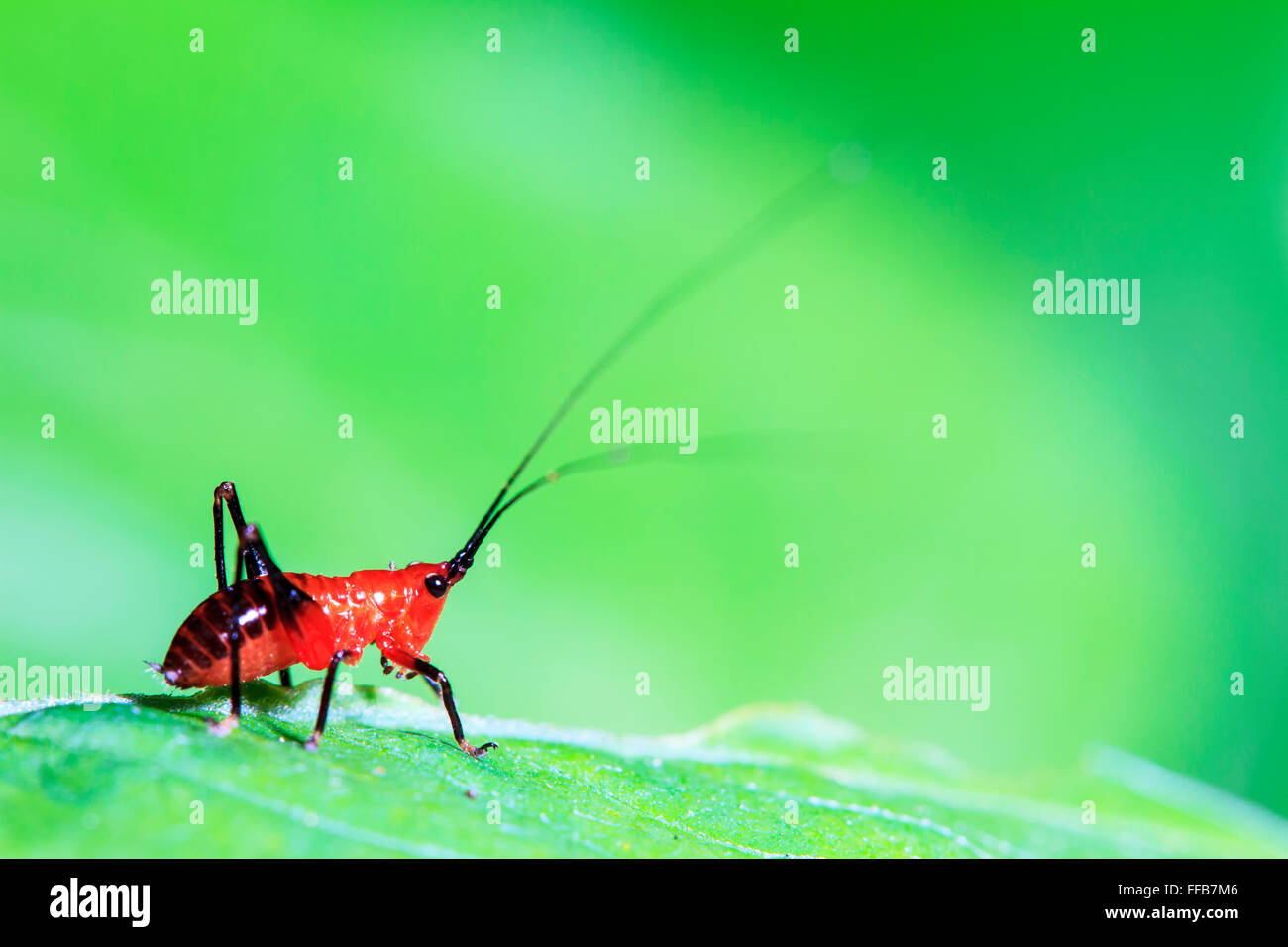 the small red Grasshopper stand on the leave Stock Photo - Alamy
