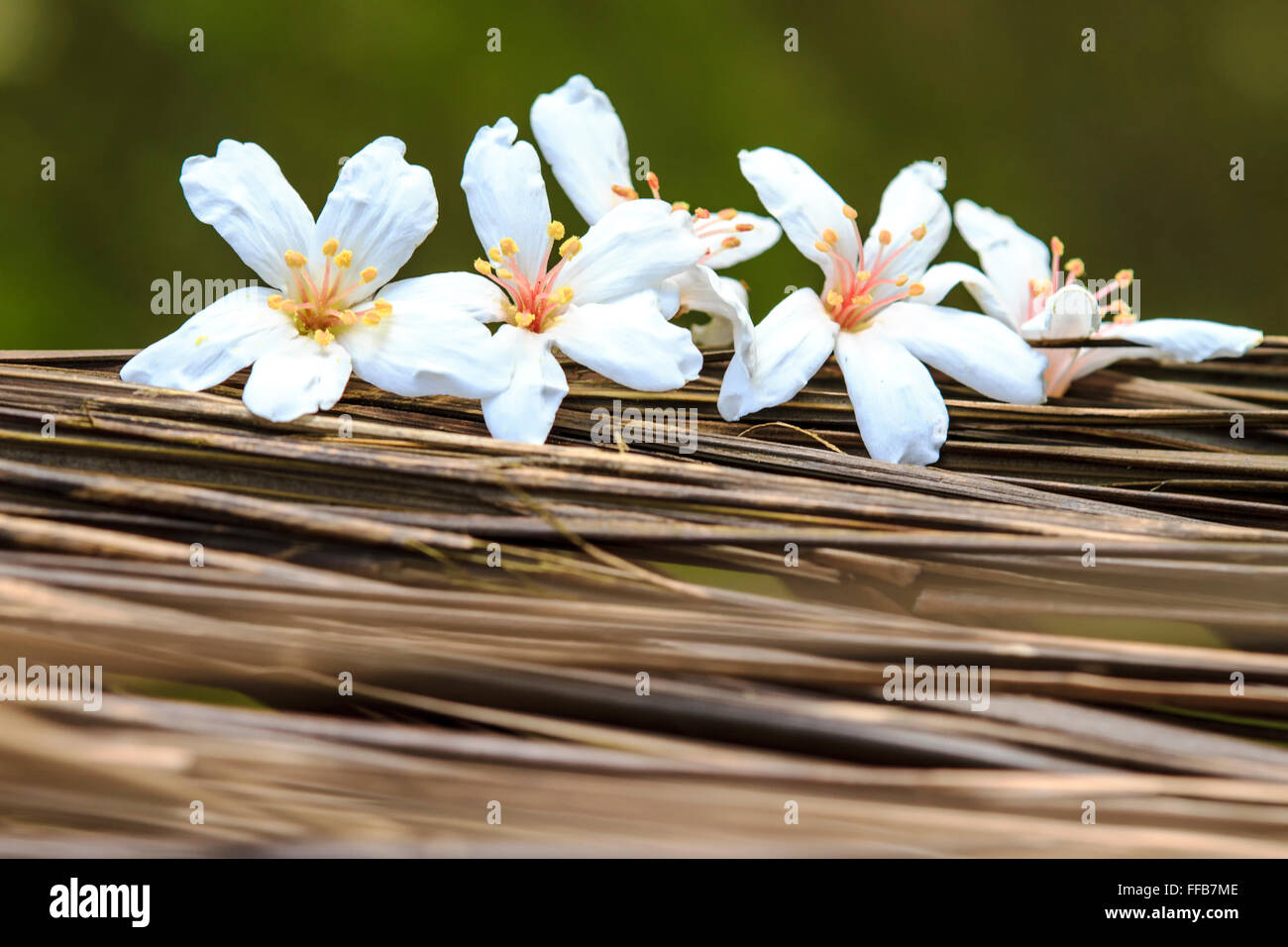 The Fallen tung flowers with nice background color Stock Photo - Alamy