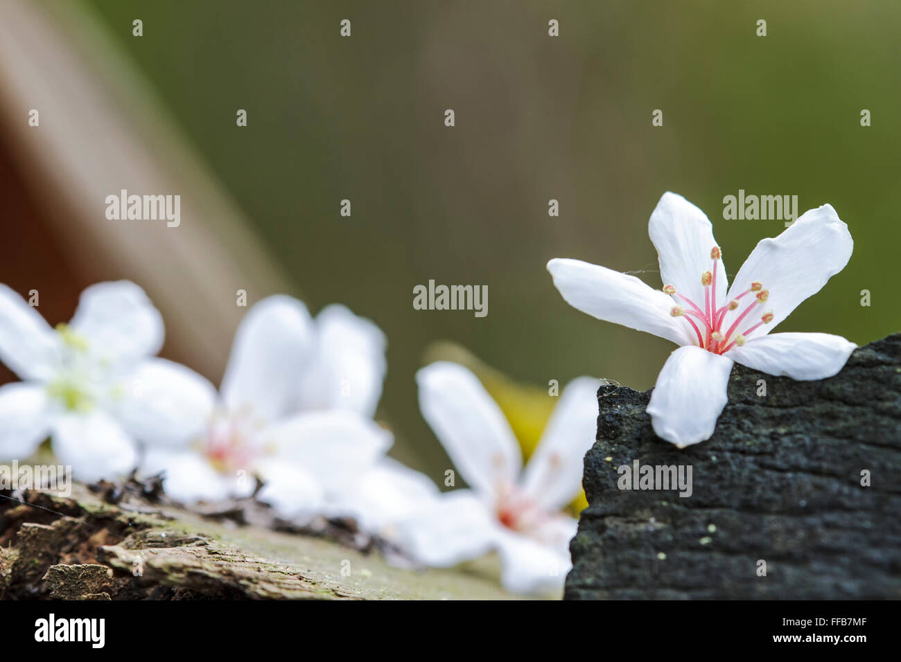 The Fallen tung flowers with nice background color Stock Photo - Alamy
