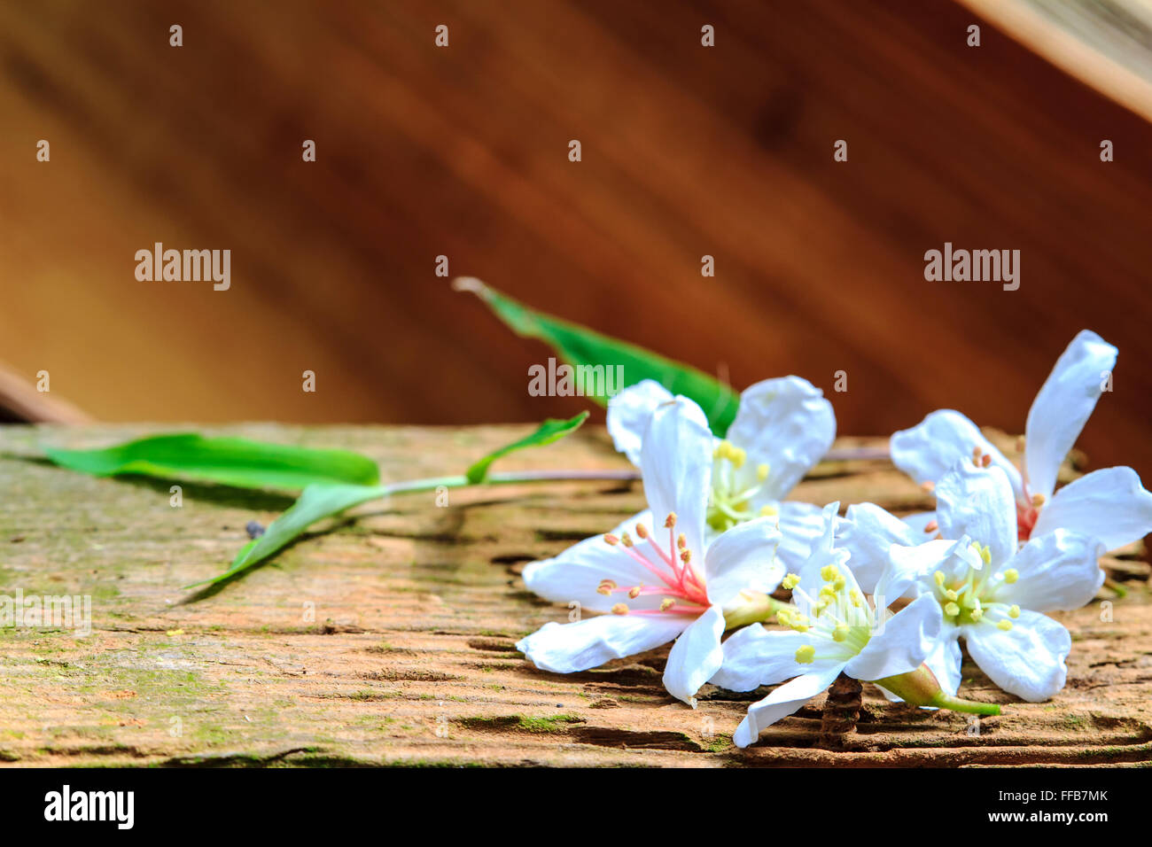 The Fallen tung flowers with nice background color Stock Photo - Alamy