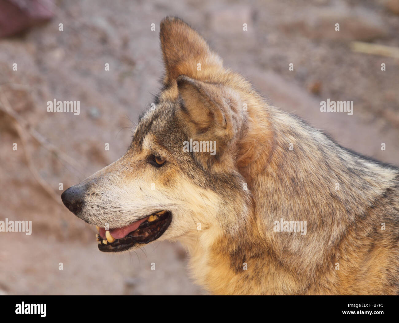 A portrait of a Mexican Wolf Stock Photo - Alamy