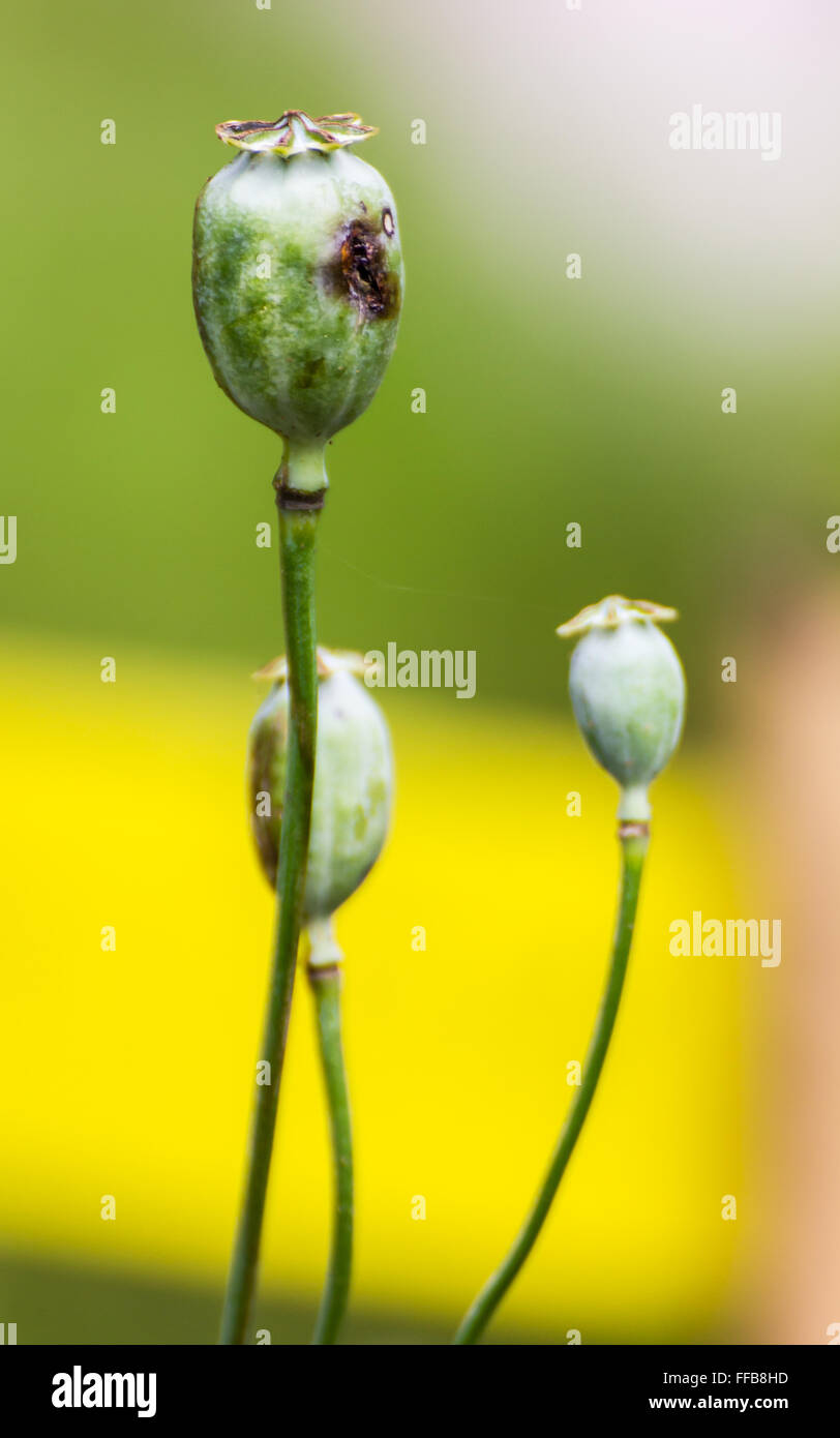 Close up opium hi-res stock photography and images - Alamy