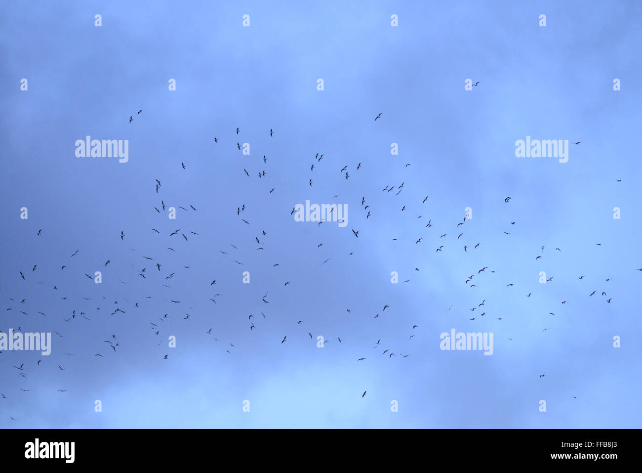 Airport birds hi-res stock photography and images - Alamy