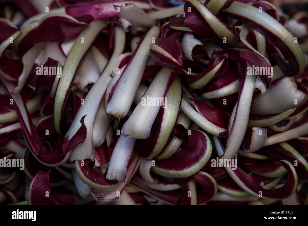 Fresh red treviso radicchio raw hi-res stock photography and images - Alamy