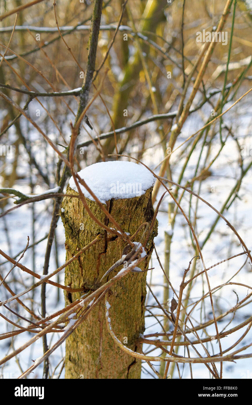snow on the cut tree trunk, closeup Stock Photo - Alamy