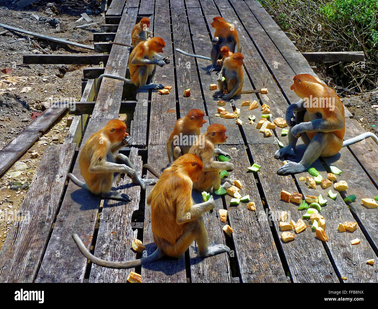 Juvenile proboscis monkey hi-res stock photography and images - Alamy