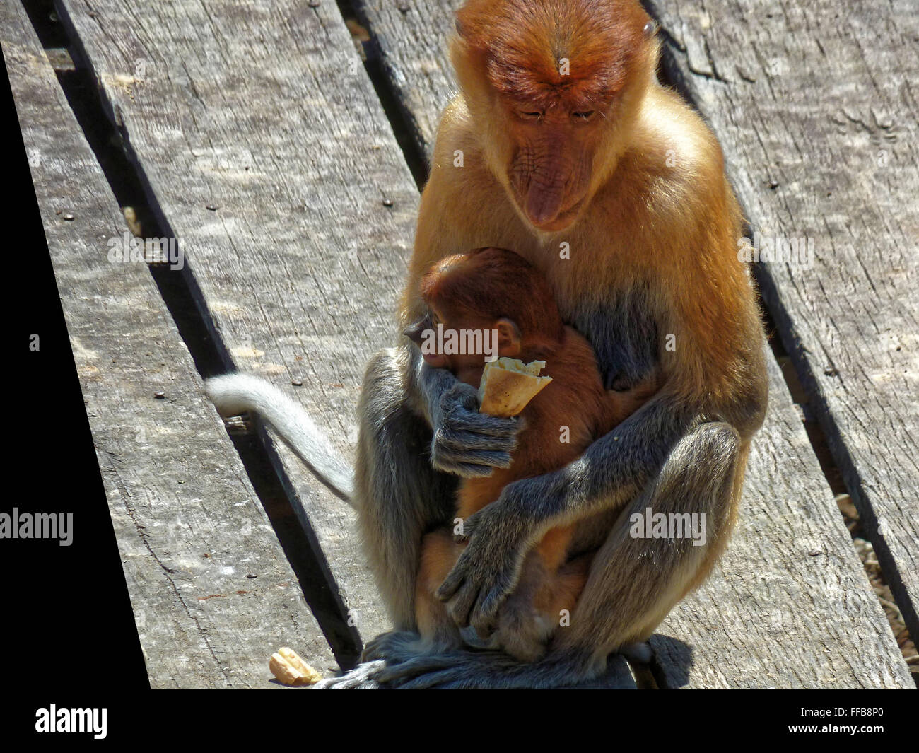 Mother and baby Proboscis Monkeys Stock Photo - Alamy