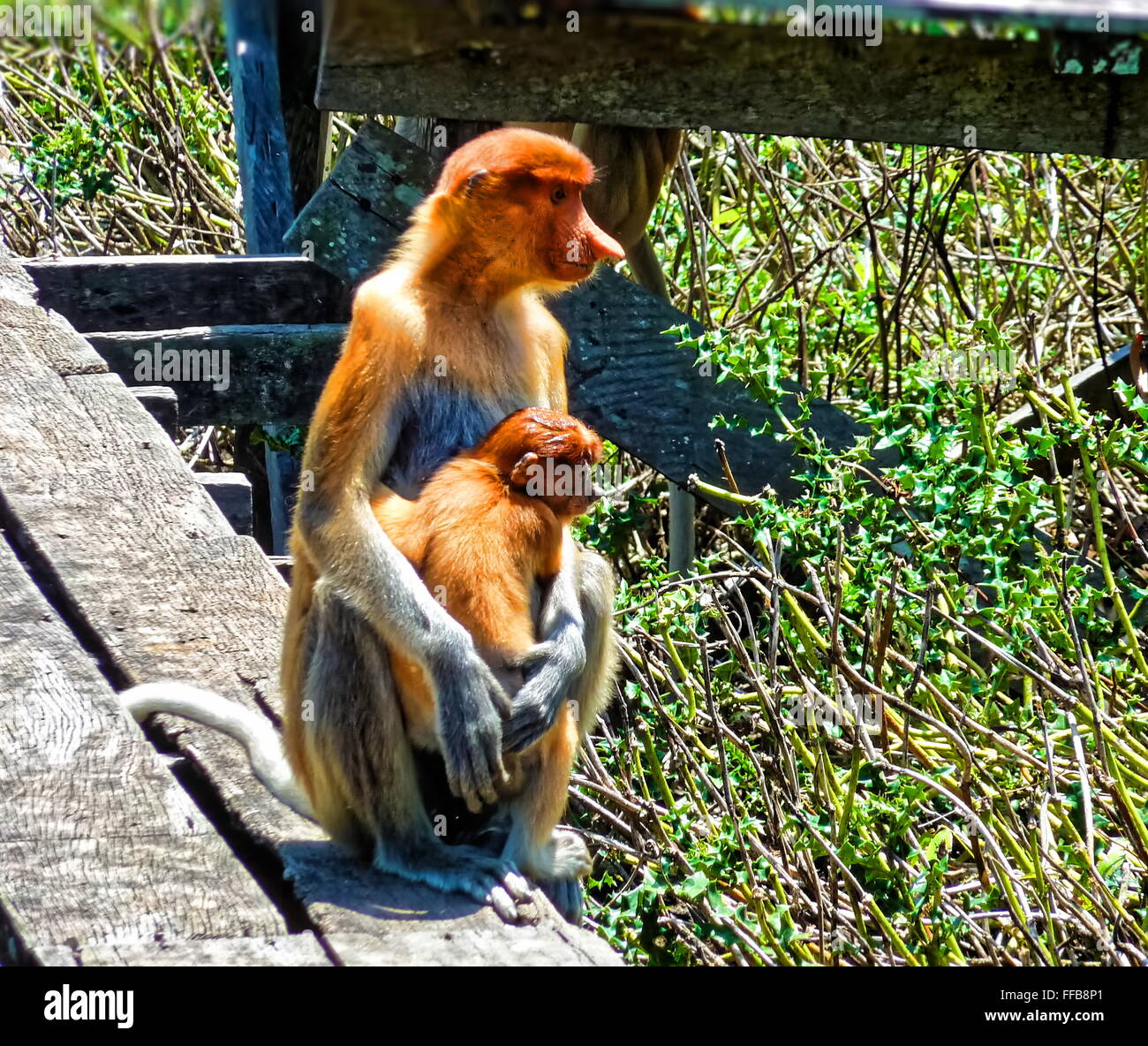 Mother and child Proboscis Monkeys Stock Photo - Alamy