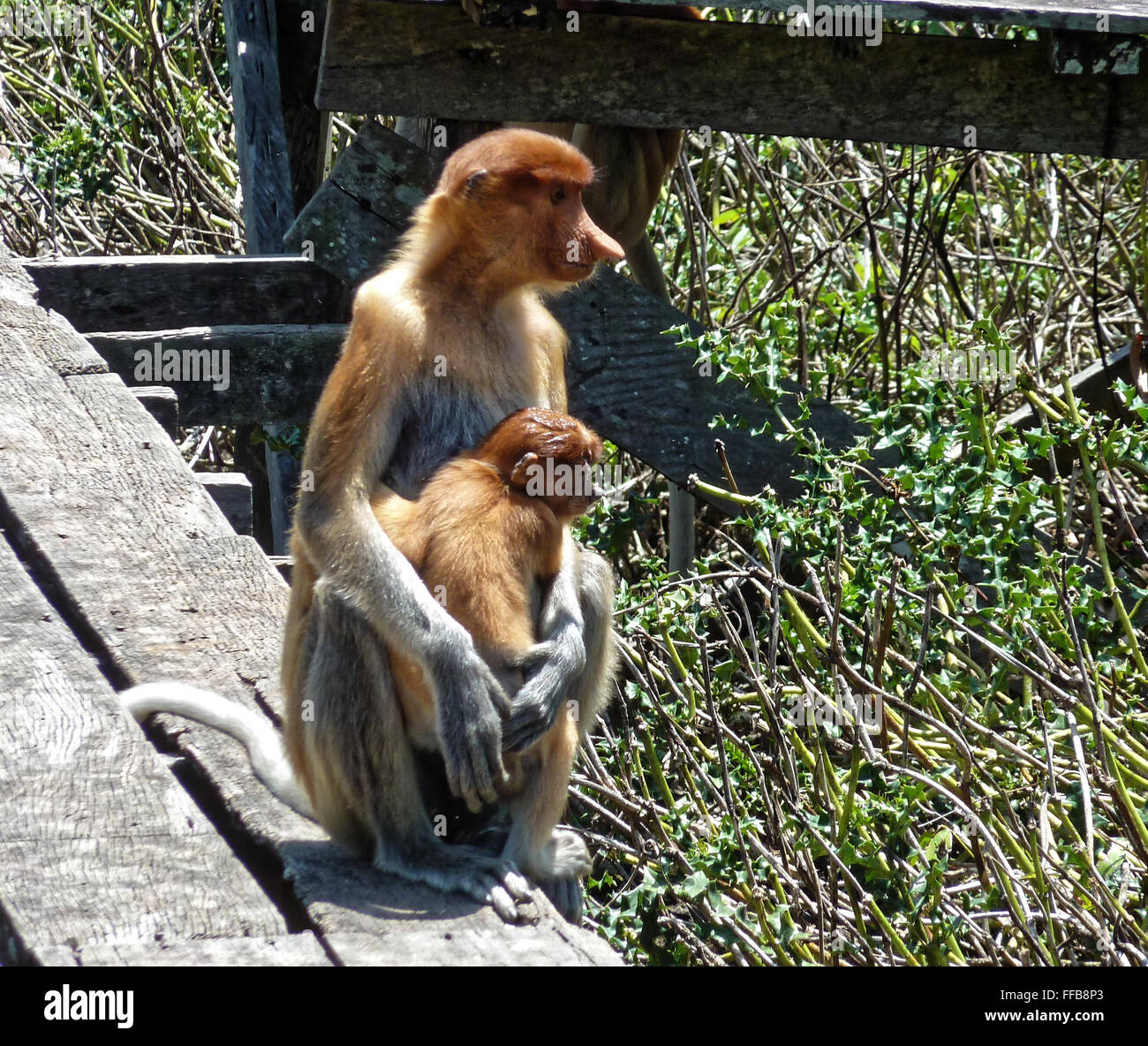Orangutan baby holding mother hi-res stock photography and images - Alamy