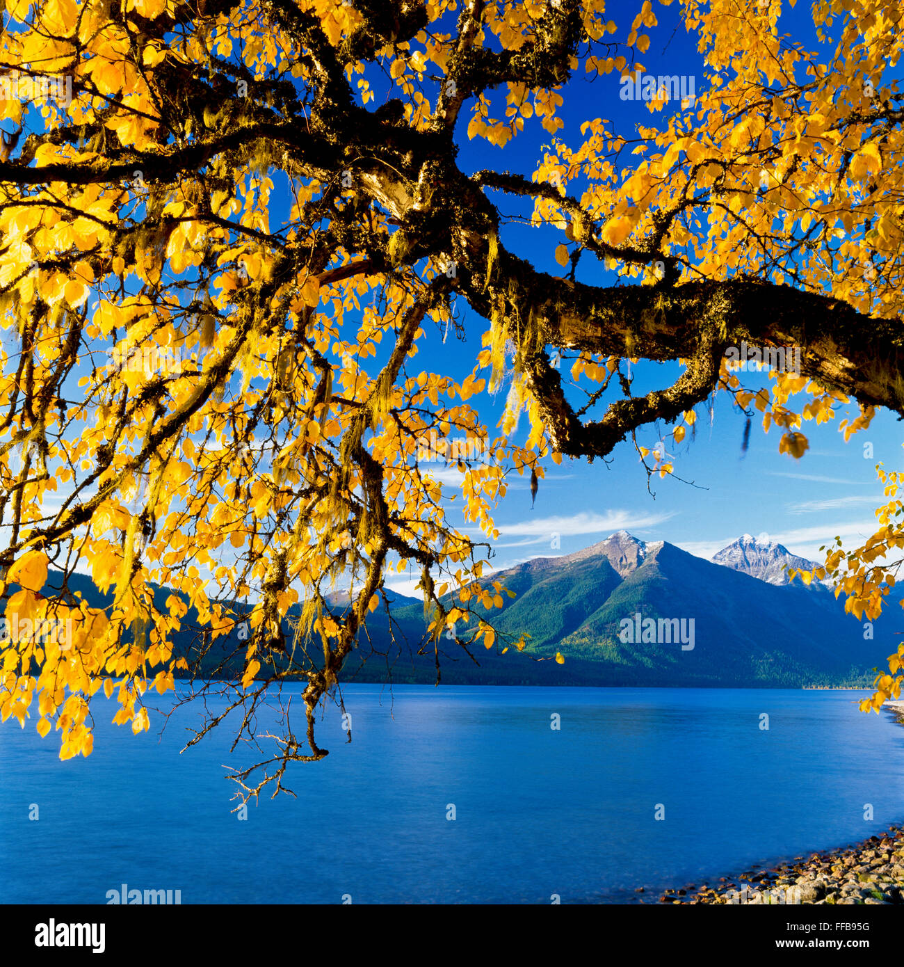 fall colors of birch along the shore of lake mcdonald in glacier ...