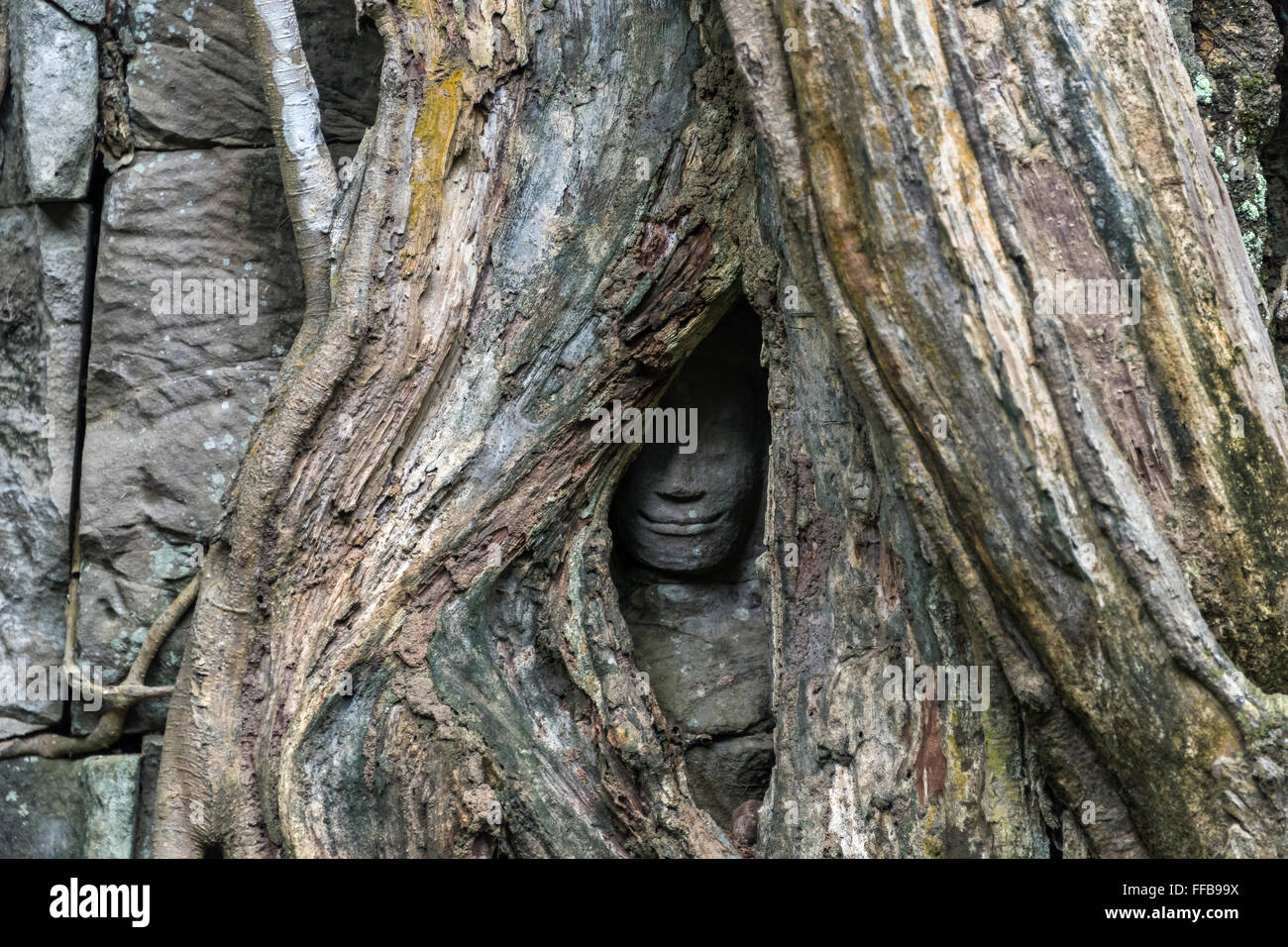 Face in tree hi-res stock photography and images - Alamy