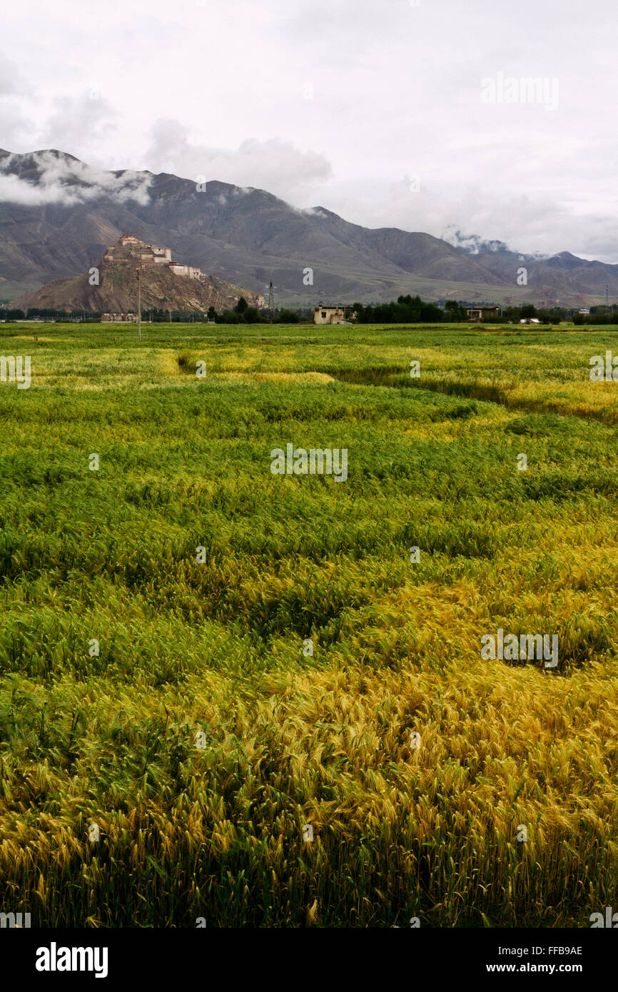 The view of Jiangzi Castle and highland barley fields Stock Photo - Alamy