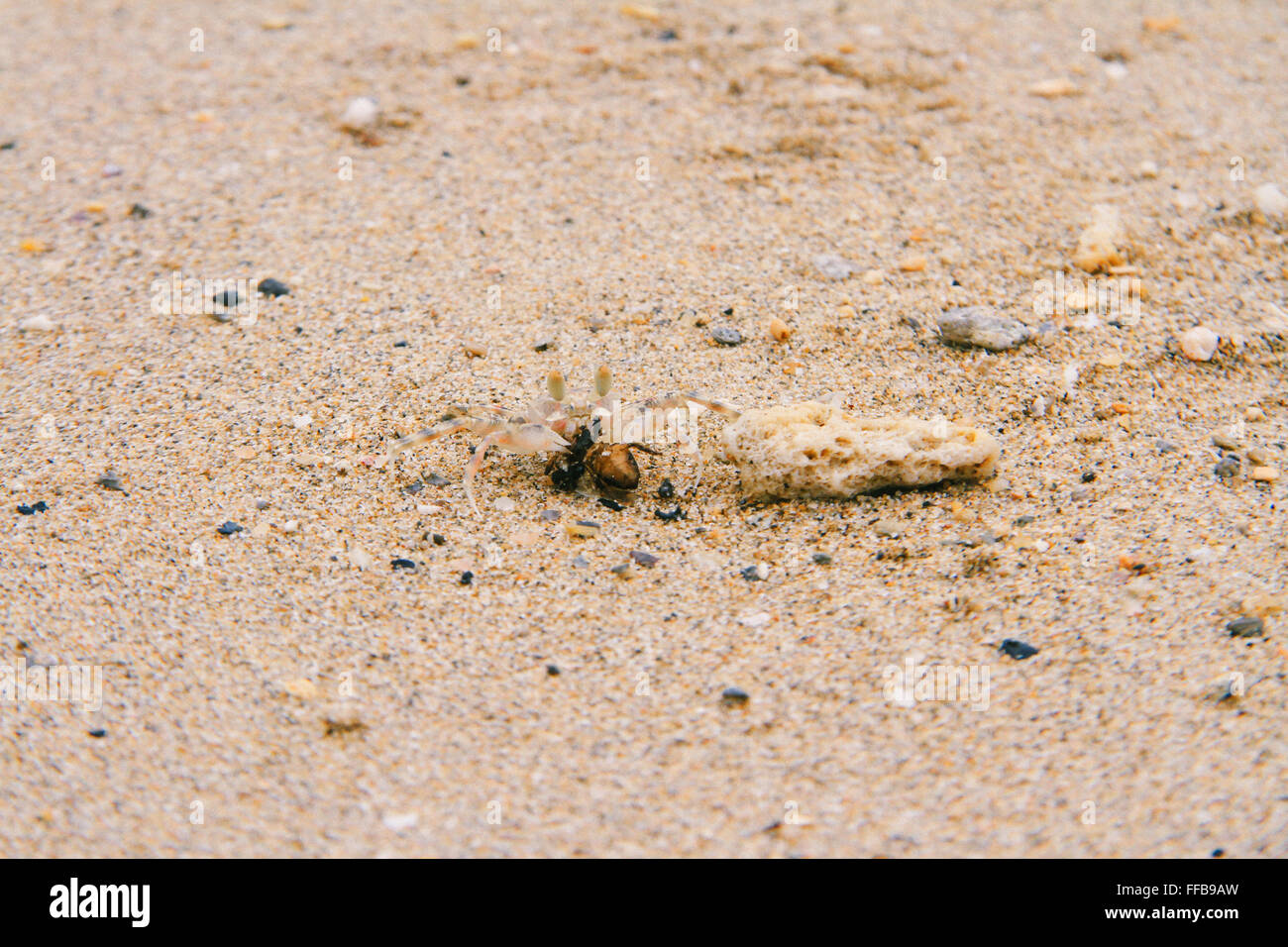 Close up of a crab eating a bug Stock Photo - Alamy