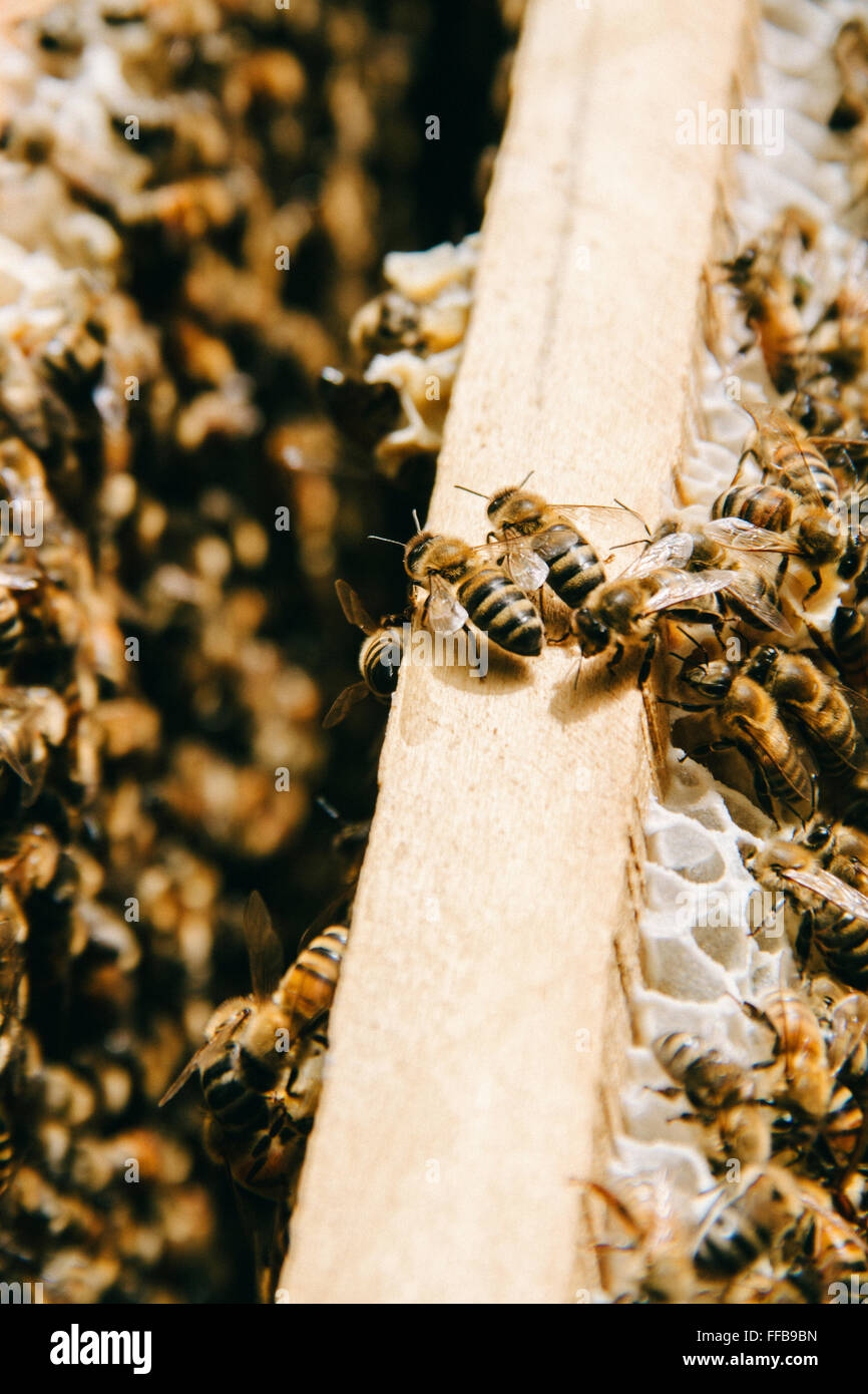The view of many bees in the hive Stock Photo - Alamy