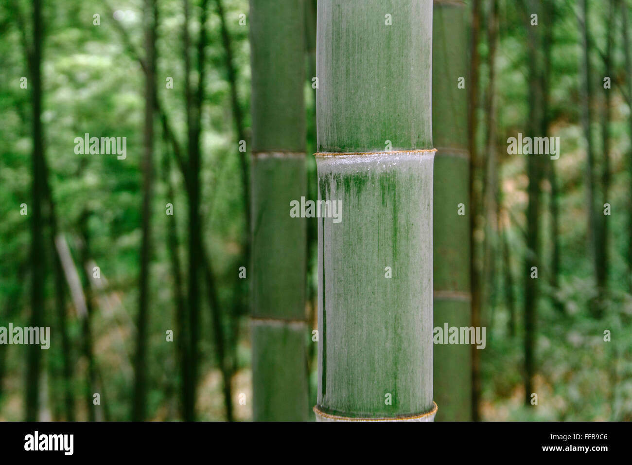 Strong plant hi-res stock photography and images - Alamy