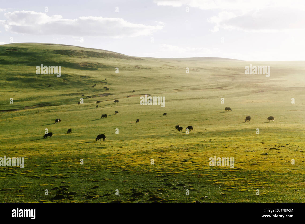 Beautiful grassland view in Tibetan plateau, with many yaks Stock Photo - Alamy