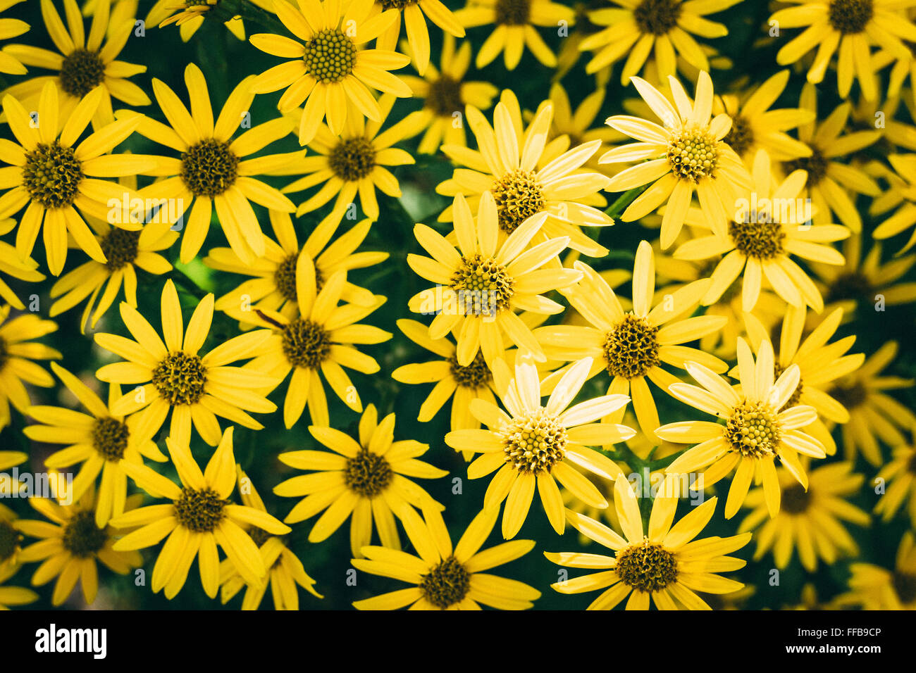 The view of many cute yellow wild chrysanthemum flowers Stock Photo - Alamy