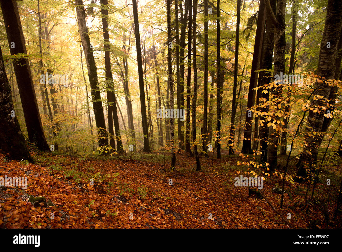 colorful autumn trees in the forest Stock Photo - Alamy
