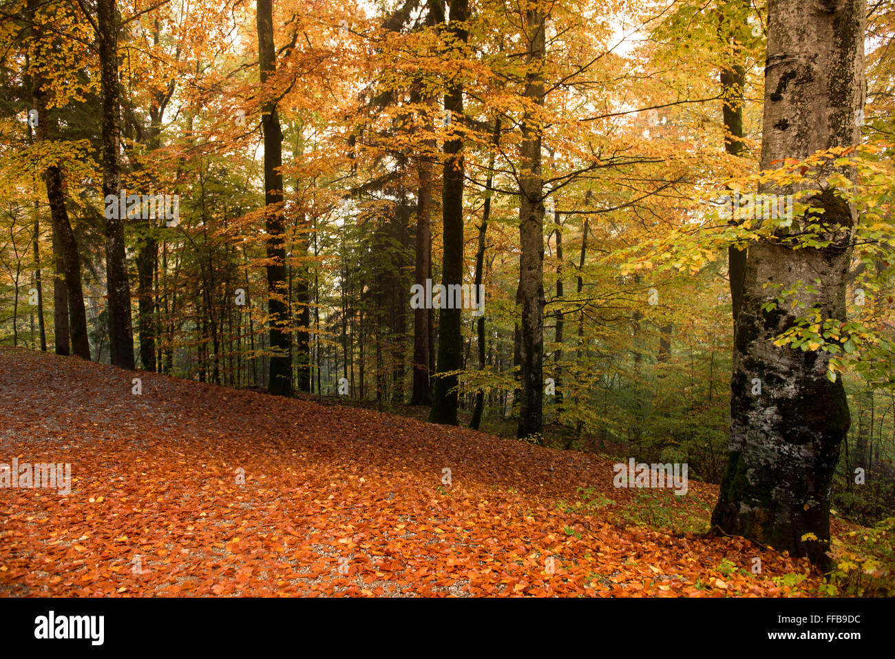 Autumn forest fall hi-res stock photography and images - Alamy