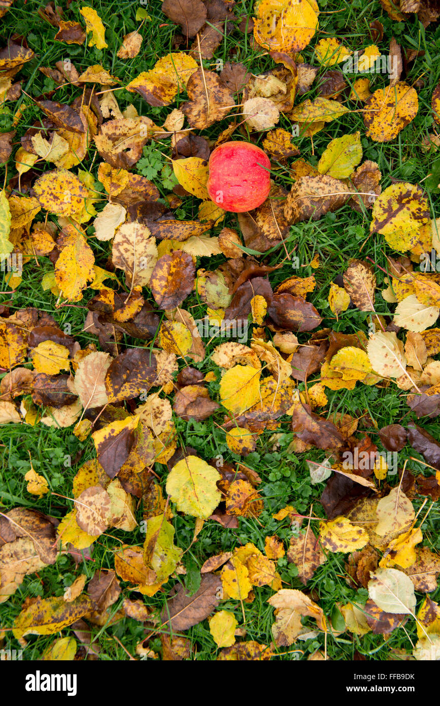 apple falling on grass and dried leaves Stock Photo - Alamy