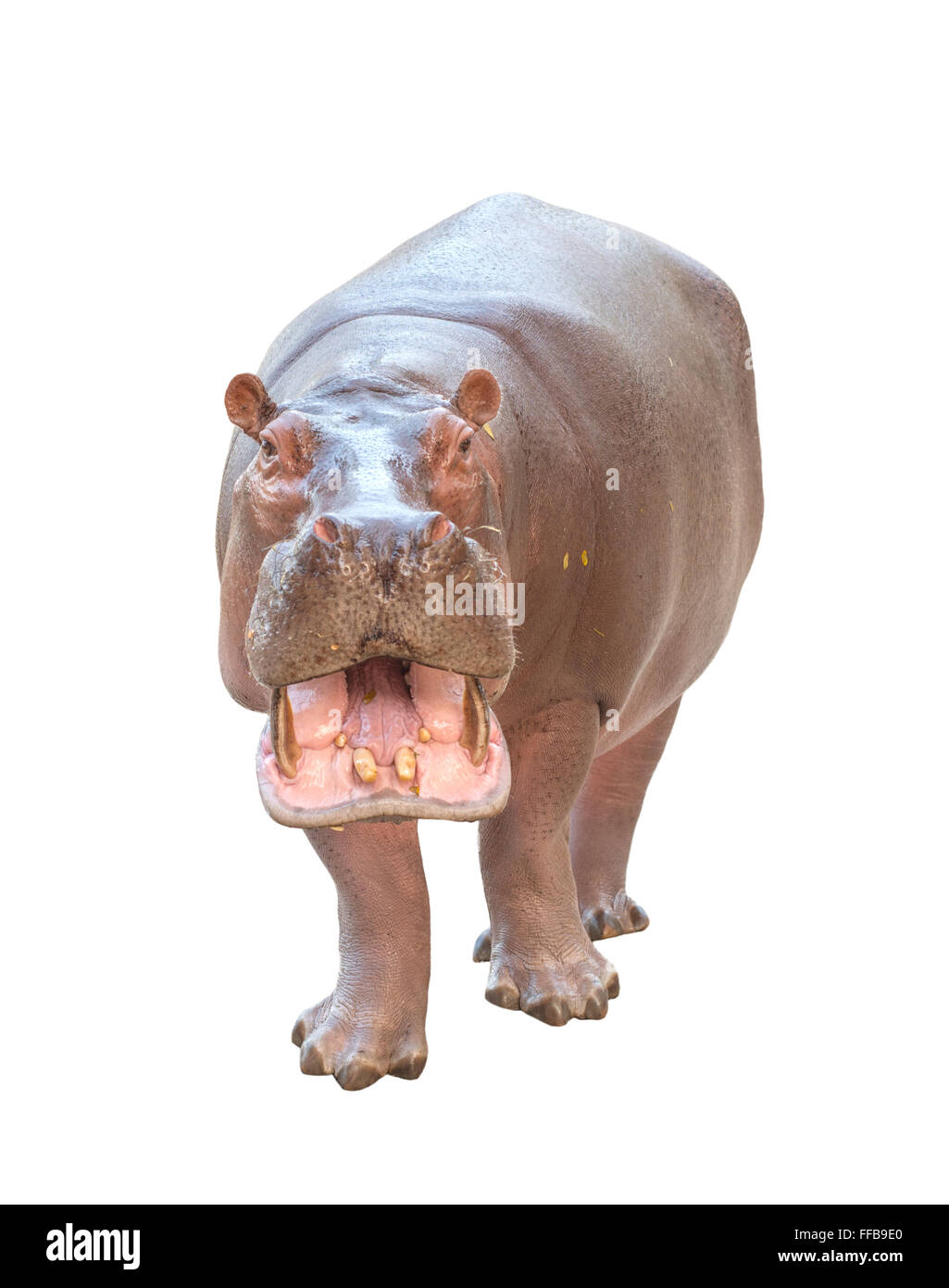 hippopotamus (Hippopotamus amphibius) isolated on white background ...