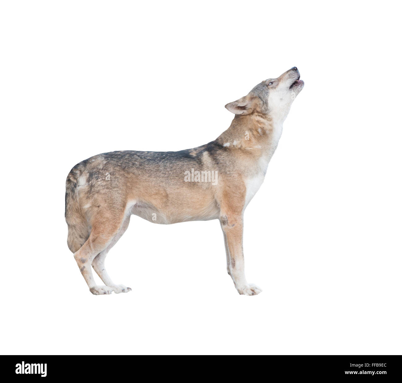gray wolf howling isolated on white background Stock Photo - Alamy