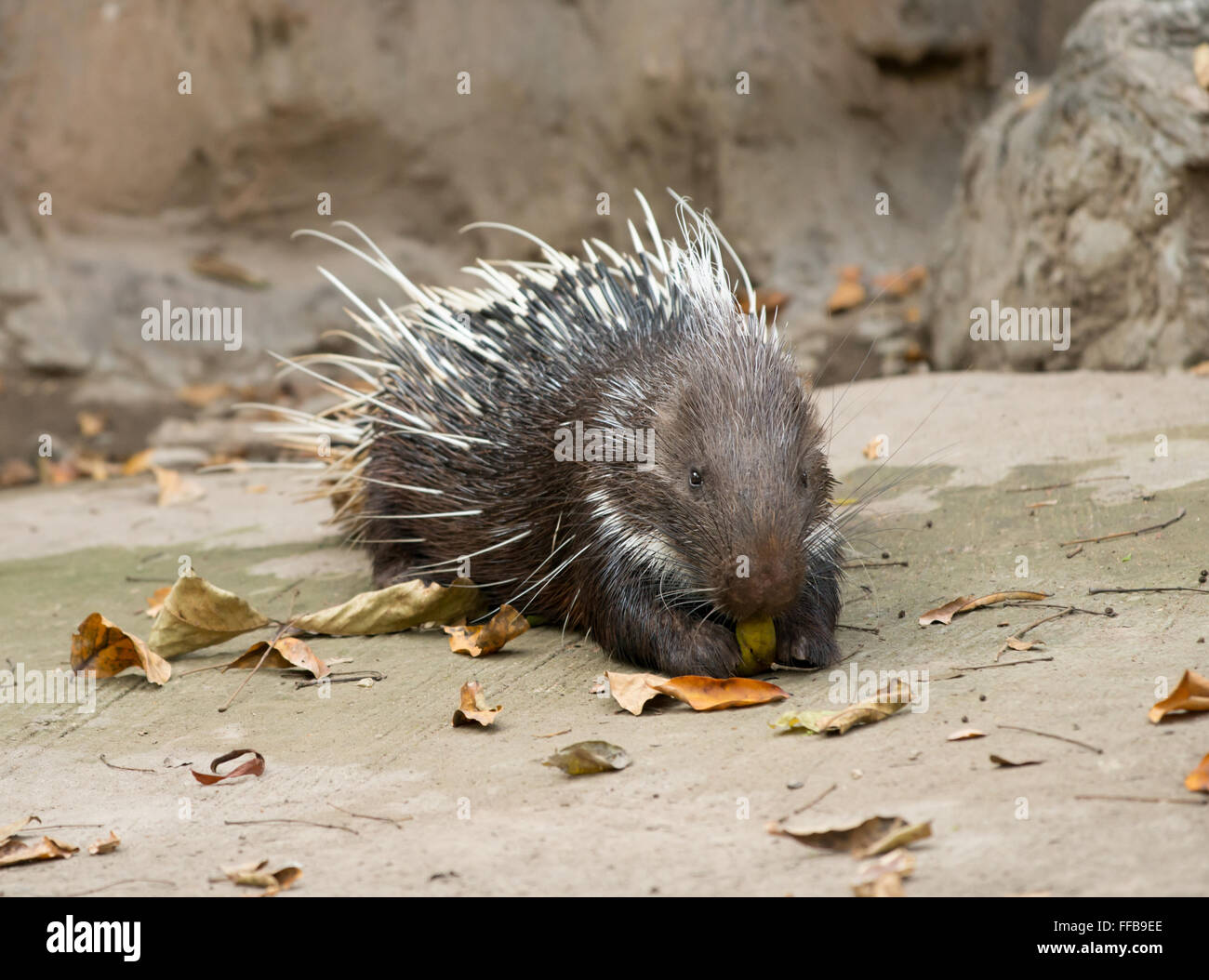 Malayan porcupine, Himalayan porcupine, Large porcupine (Hystrix ...