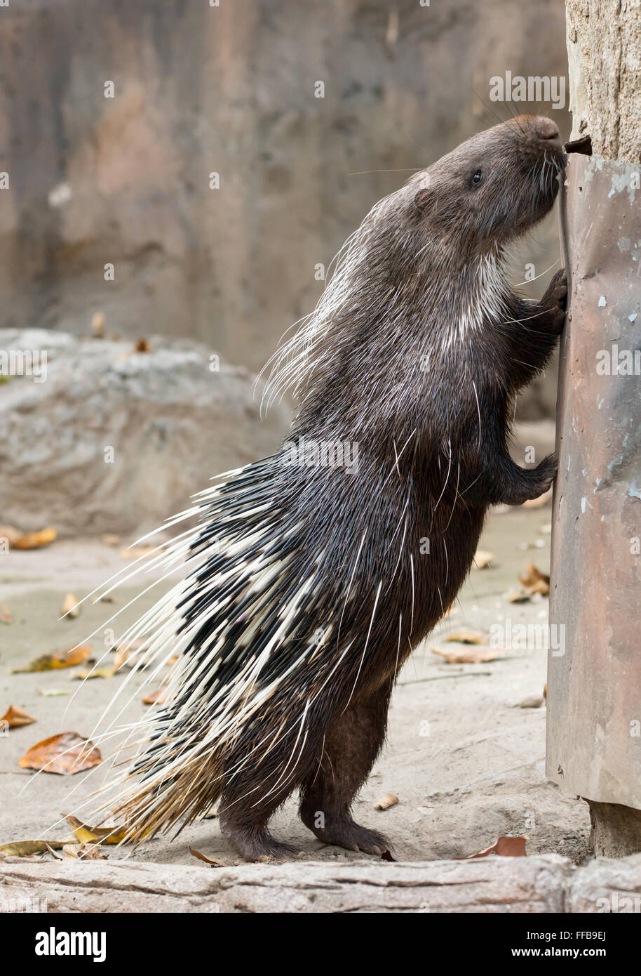 Malayan porcupine, Himalayan porcupine, Large porcupine (Hystrix ...