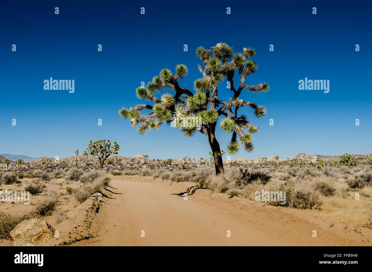 Desert big horn hi-res stock photography and images - Alamy