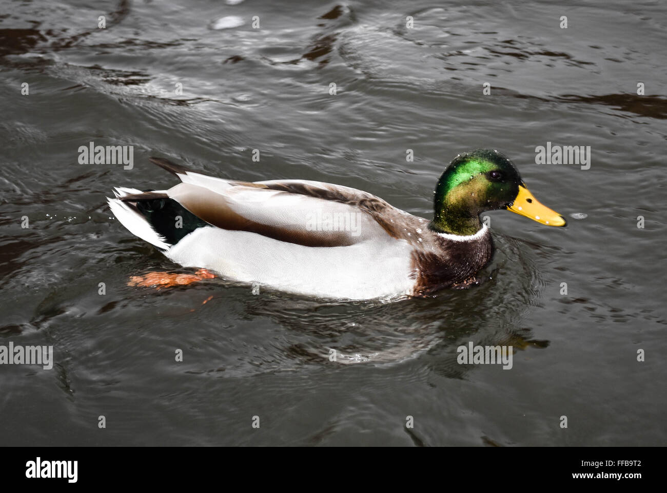 Duck swimming in water hi-res stock photography and images - Alamy