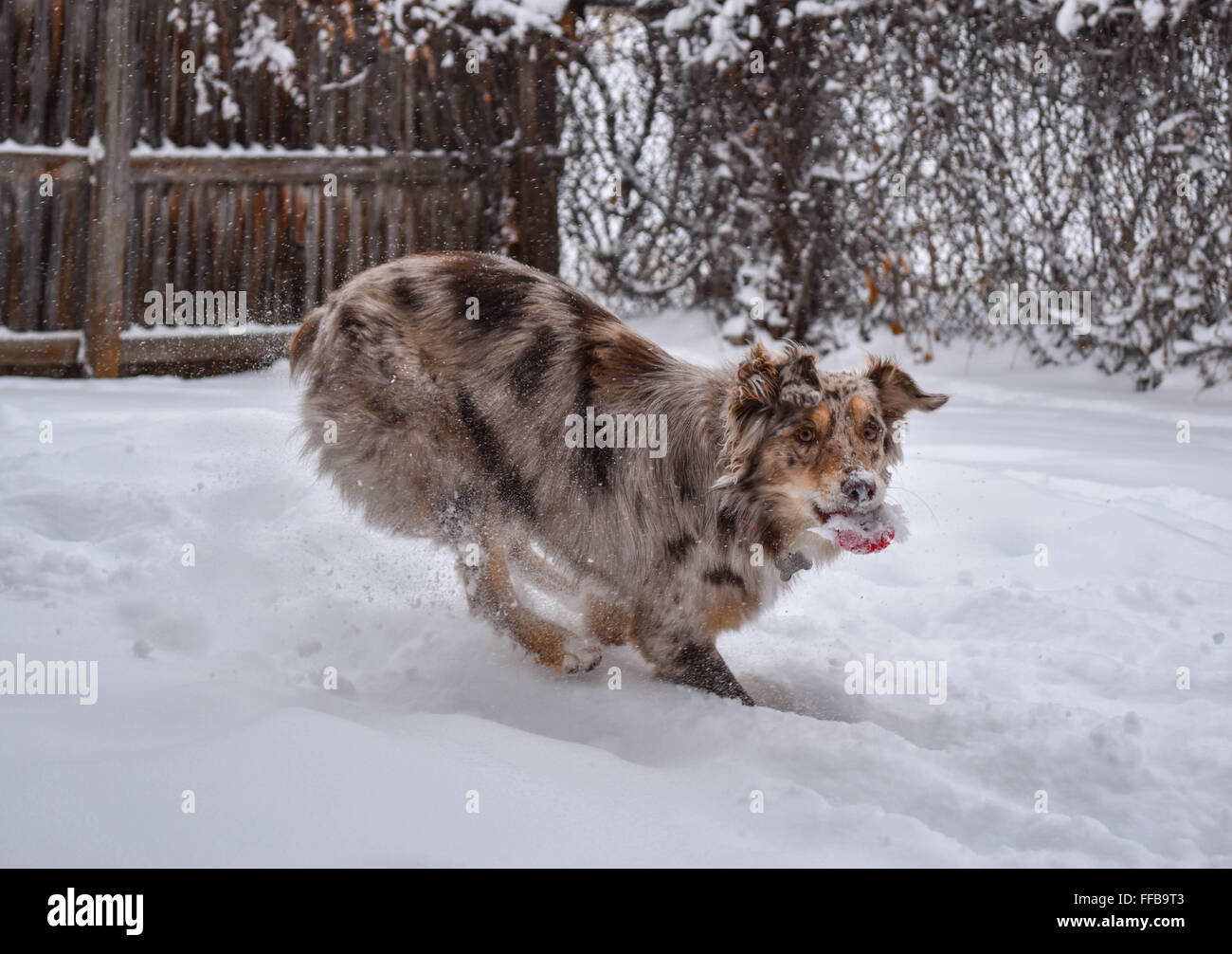 Kawi the dog playing in the snow Stock Photo - Alamy