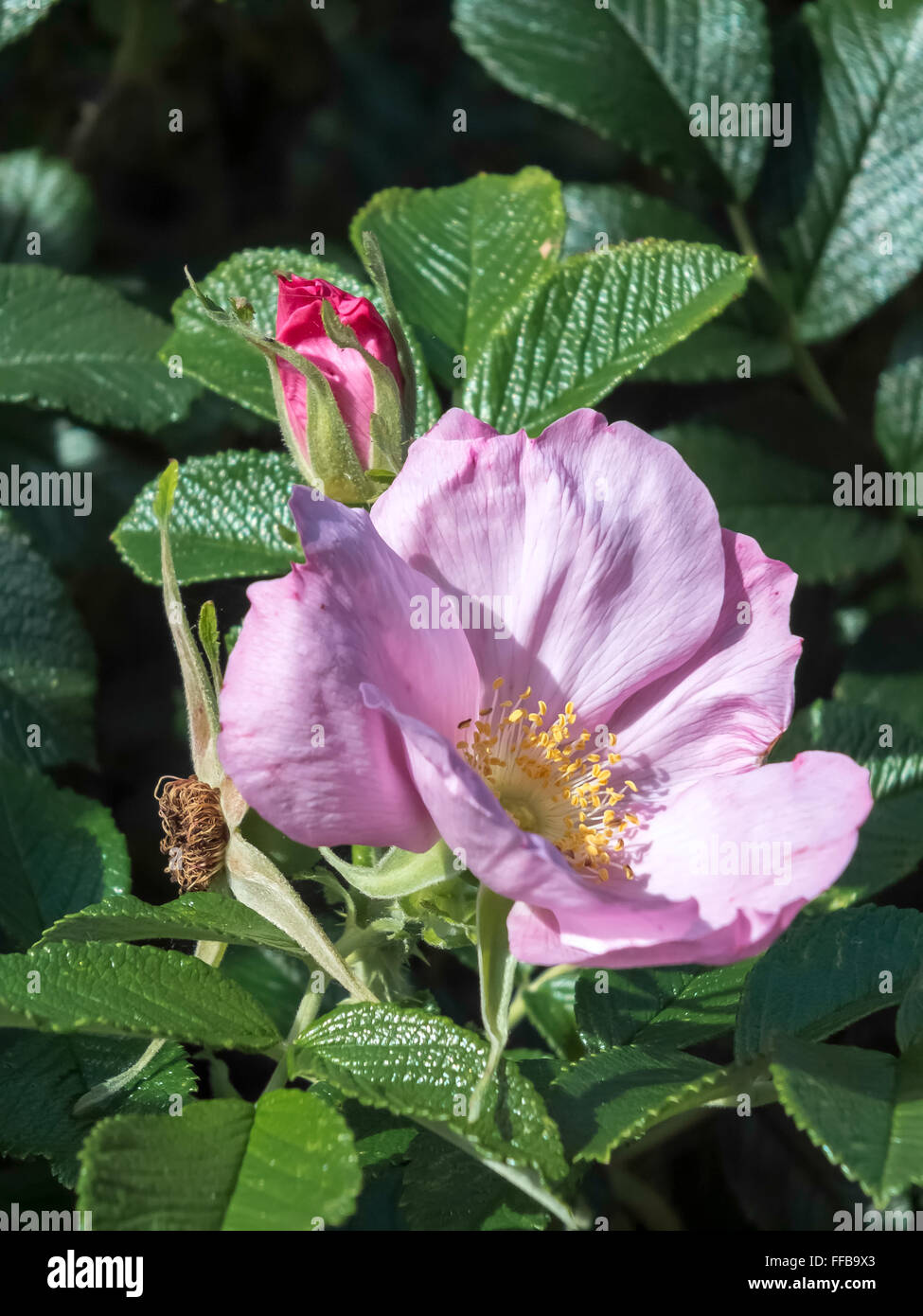 Cultivated Ornamental Dog Rose Stock Photo - Alamy